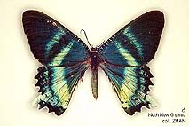 Papua Insects Foundation (Lepidoptera/Uraniidae thumbnails)